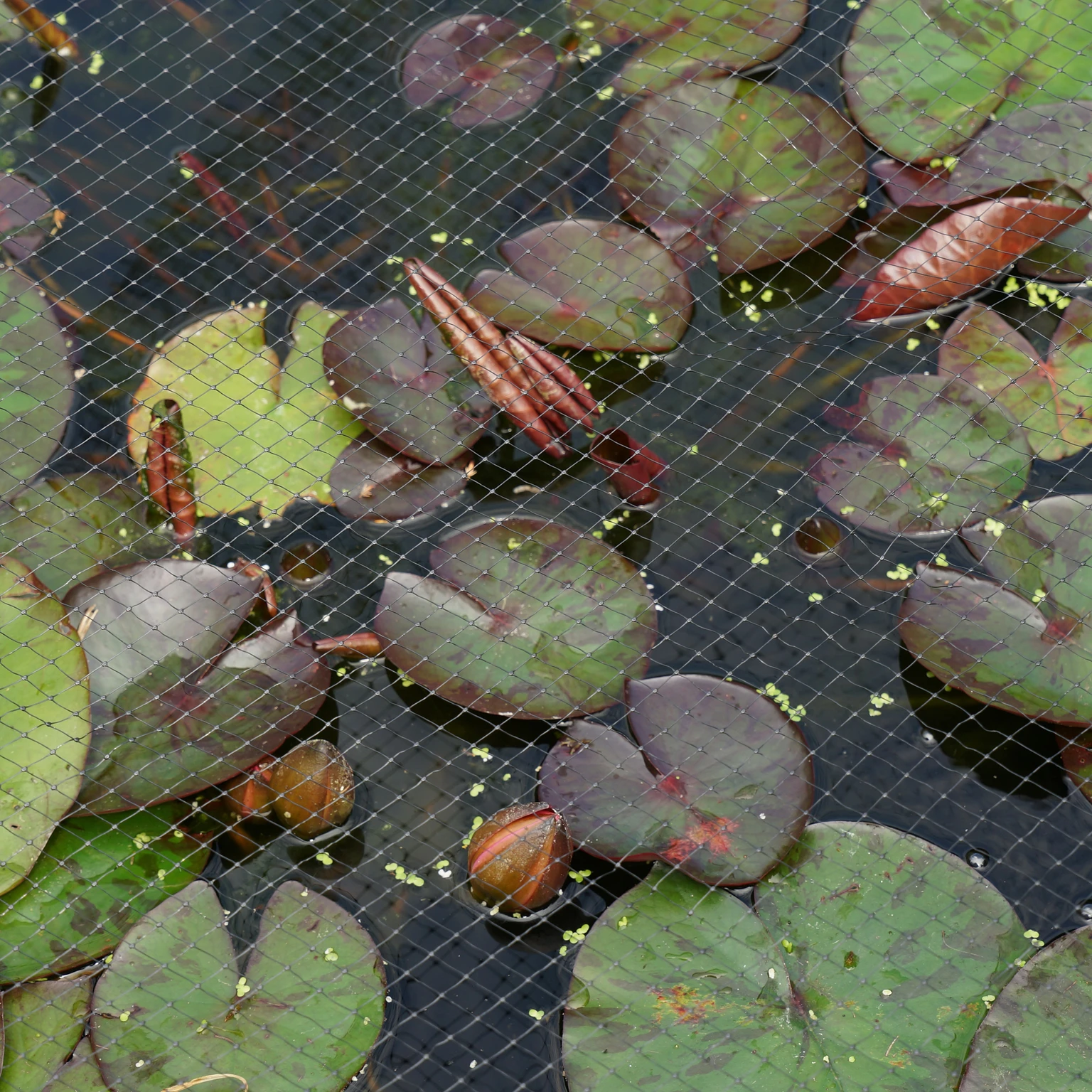 Pond & Fruit Cage Netting - 2m x 5m - Cowell's Garden Centre | Woolsington