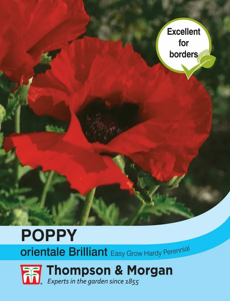 Poppy Brilliant - Cowell's Garden Centre | Woolsington