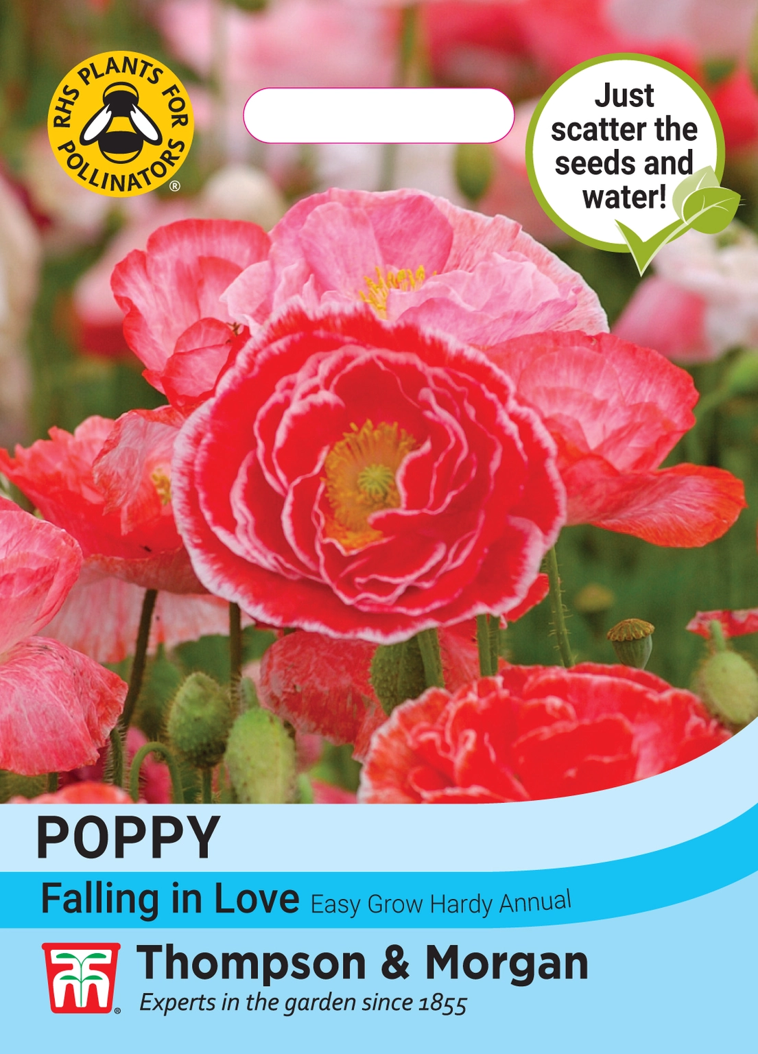 Poppy Falling in Love - Cowell's Garden Centre | Woolsington