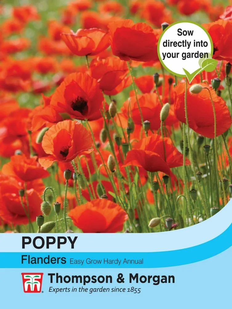 Poppy Flanders - Cowell's Garden Centre | Woolsington