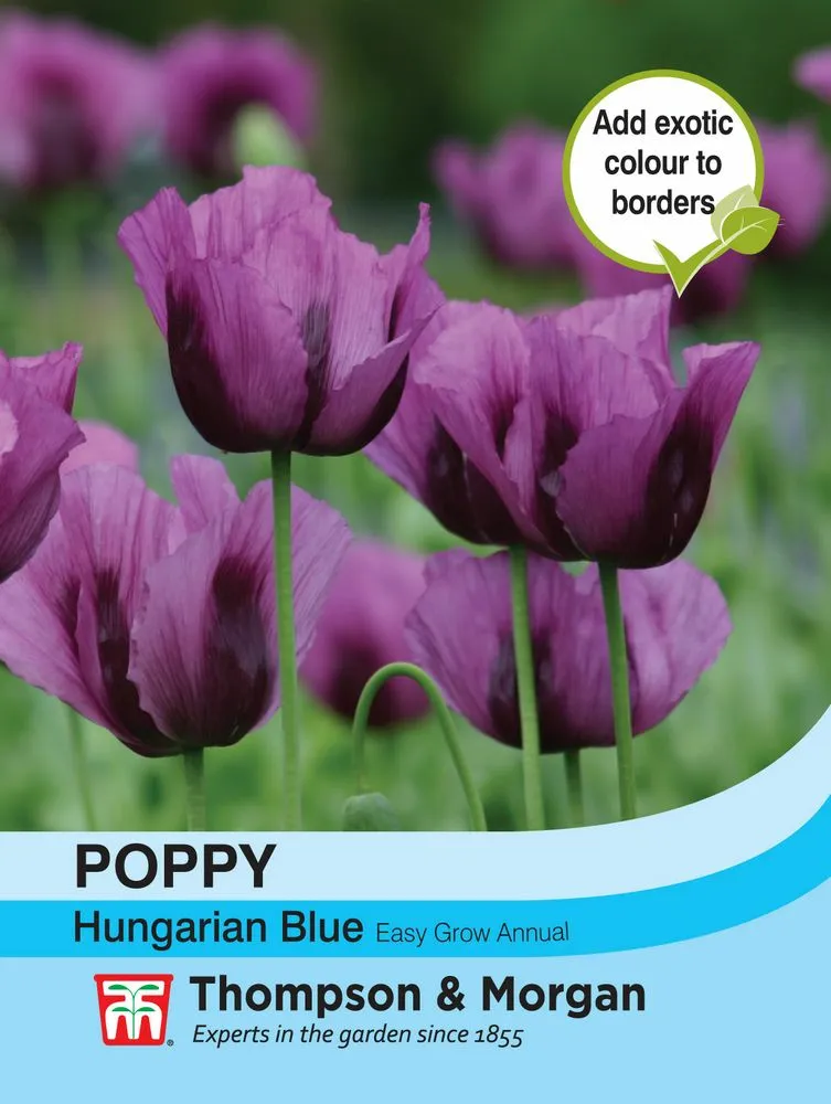 Poppy Hungarian Blue - Cowell's Garden Centre | Woolsington