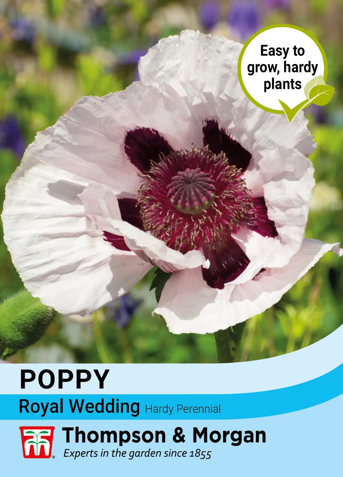 Poppy Royal Wedding - Cowell's Garden Centre | Woolsington