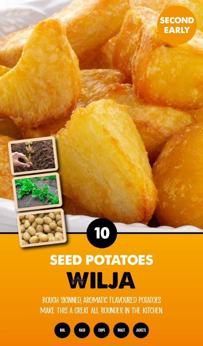 Potato Wilja - Taster Pack - Cowell's Garden Centre | Woolsington