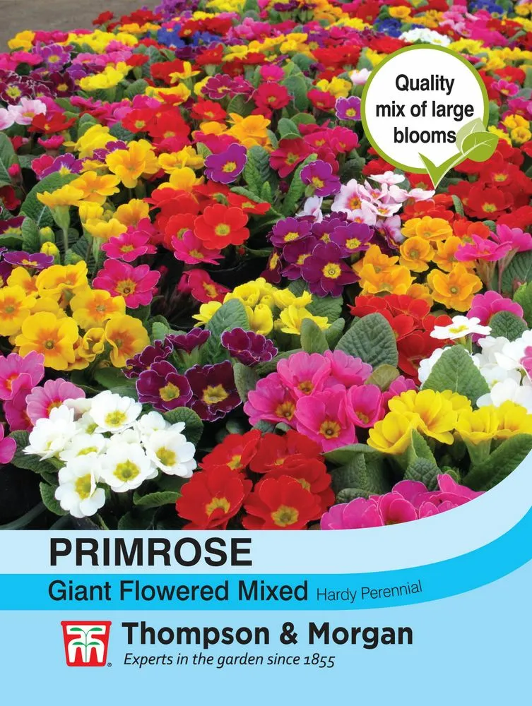 Primrose T&M Special Giant Flowered Mixed - Cowell's Garden Centre ...