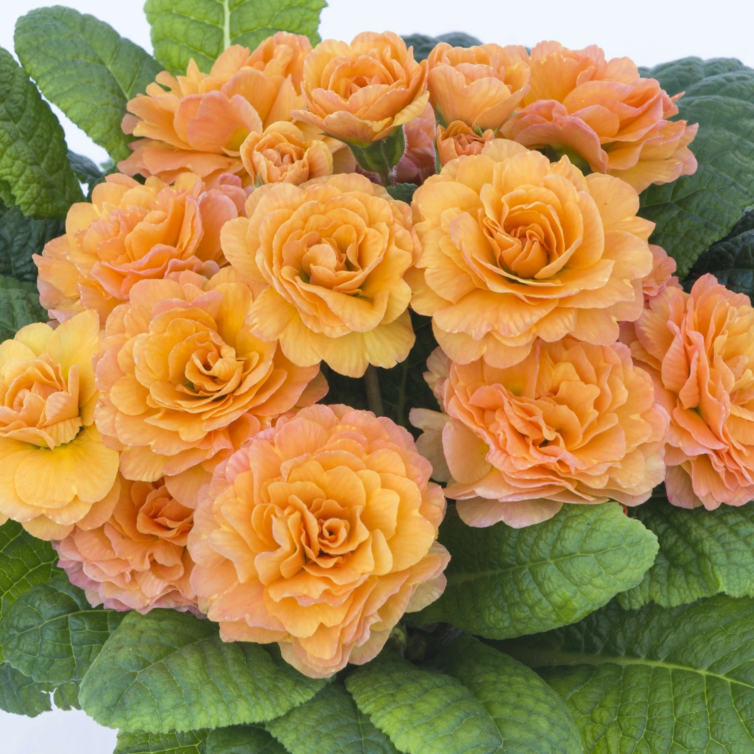 Primula Belarina 'Sweet Apricot' - Cowell's Garden Centre | Woolsington