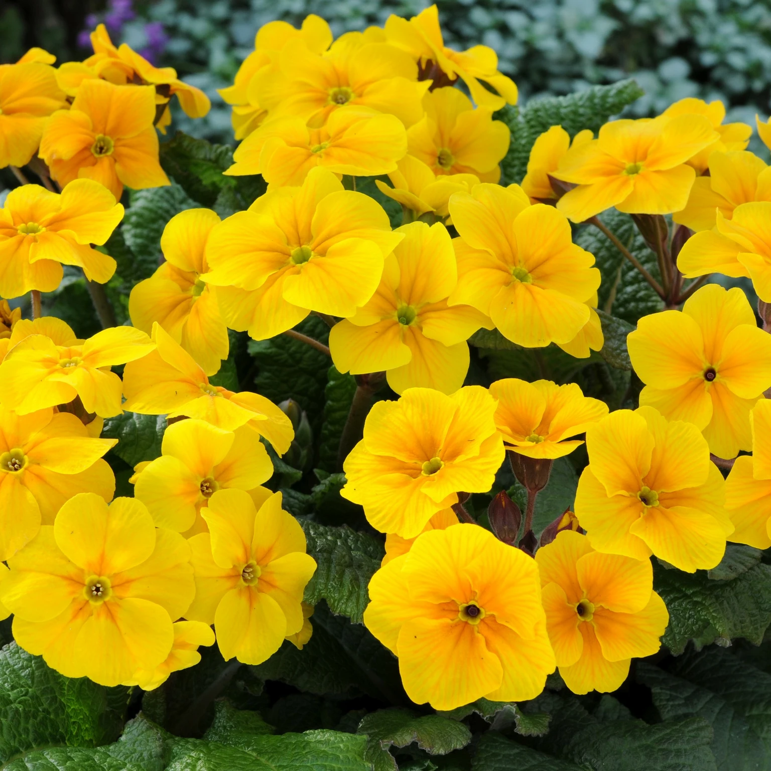 Primula x polyantha 'Lunar Gold' 1L - Cowell's Garden Centre | Woolsington