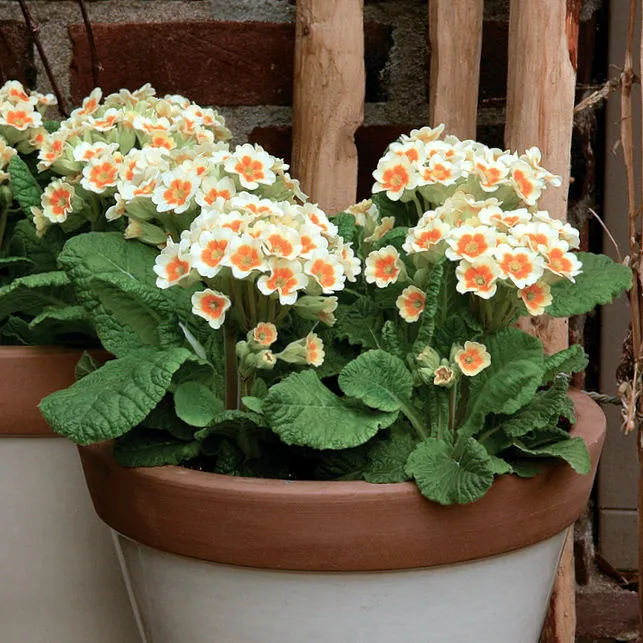 Primula veris 'Lime Orange' - Cowell's Garden Centre | Woolsington