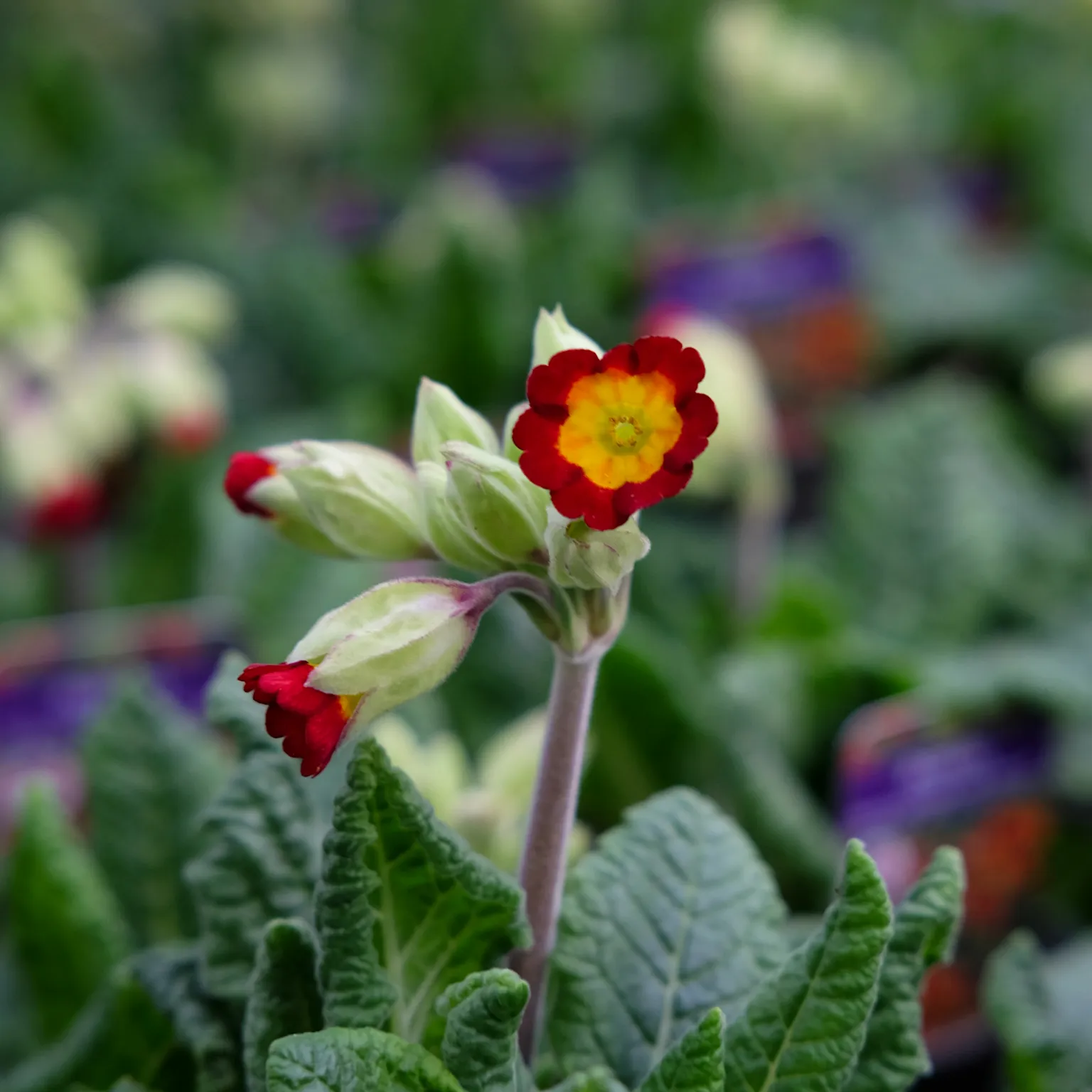 Primula veris 'Orange Yellow' - Cowell's Garden Centre | Woolsington