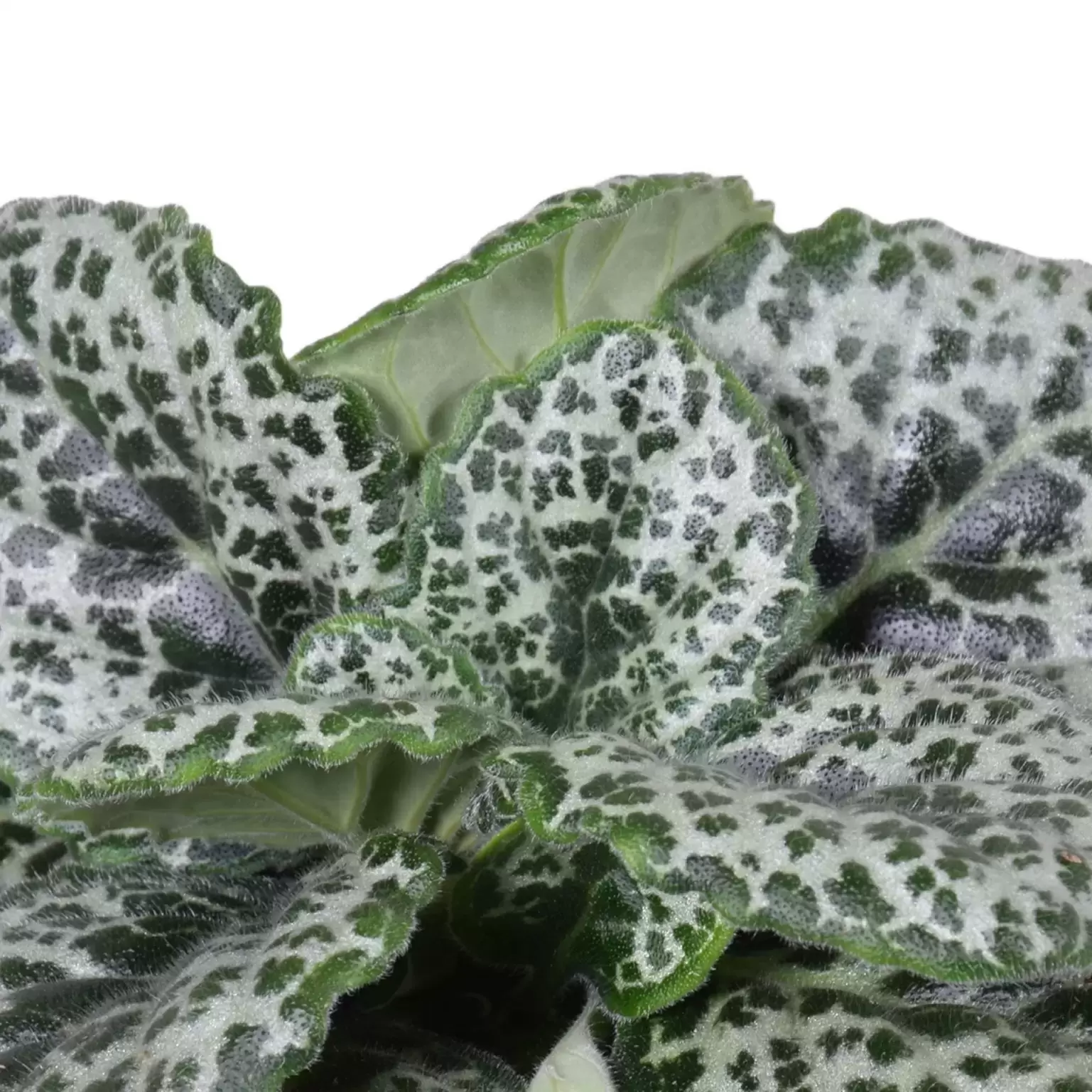 Primulina 'Pretty Turtle' 17cm - Cowell's Garden Centre | Woolsington