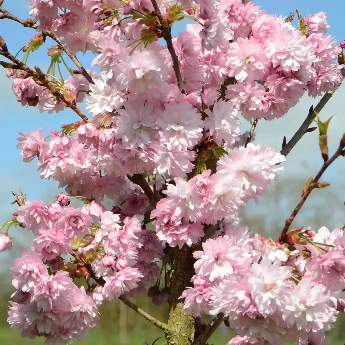 Prunus 'Asano' 12L - Cowell's Garden Centre | Woolsington