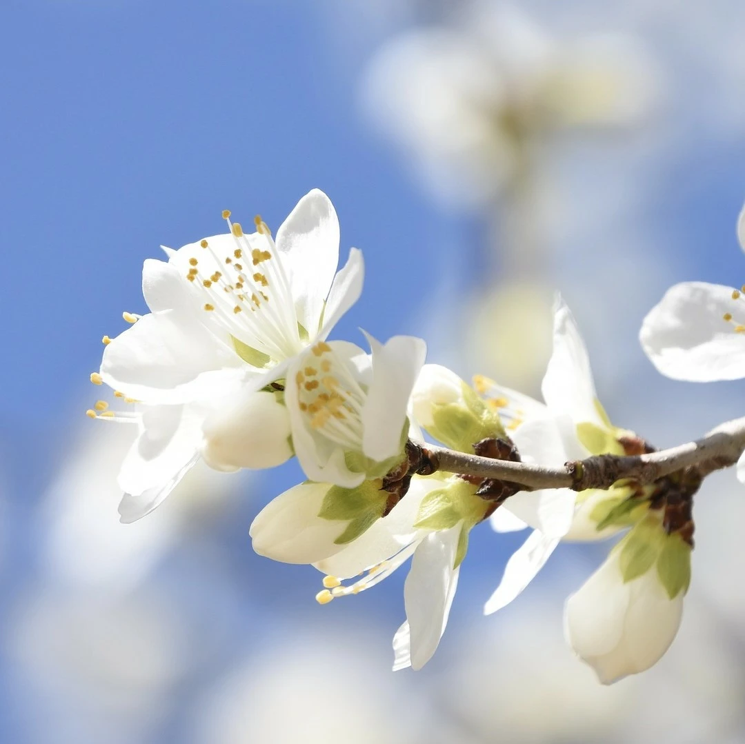 Prunus leveilliana 'Autumn Glory' - Cowell's Garden Centre | Woolsington