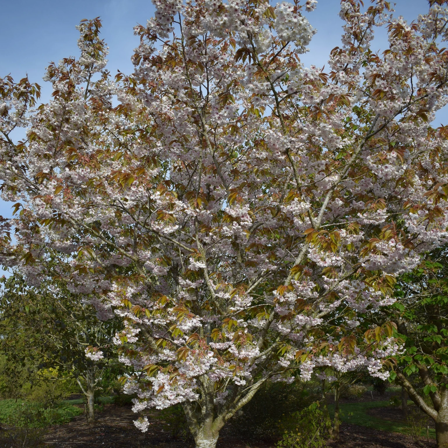 Prunus 'Fragrant Cloud' - Cowell's Garden Centre | Woolsington