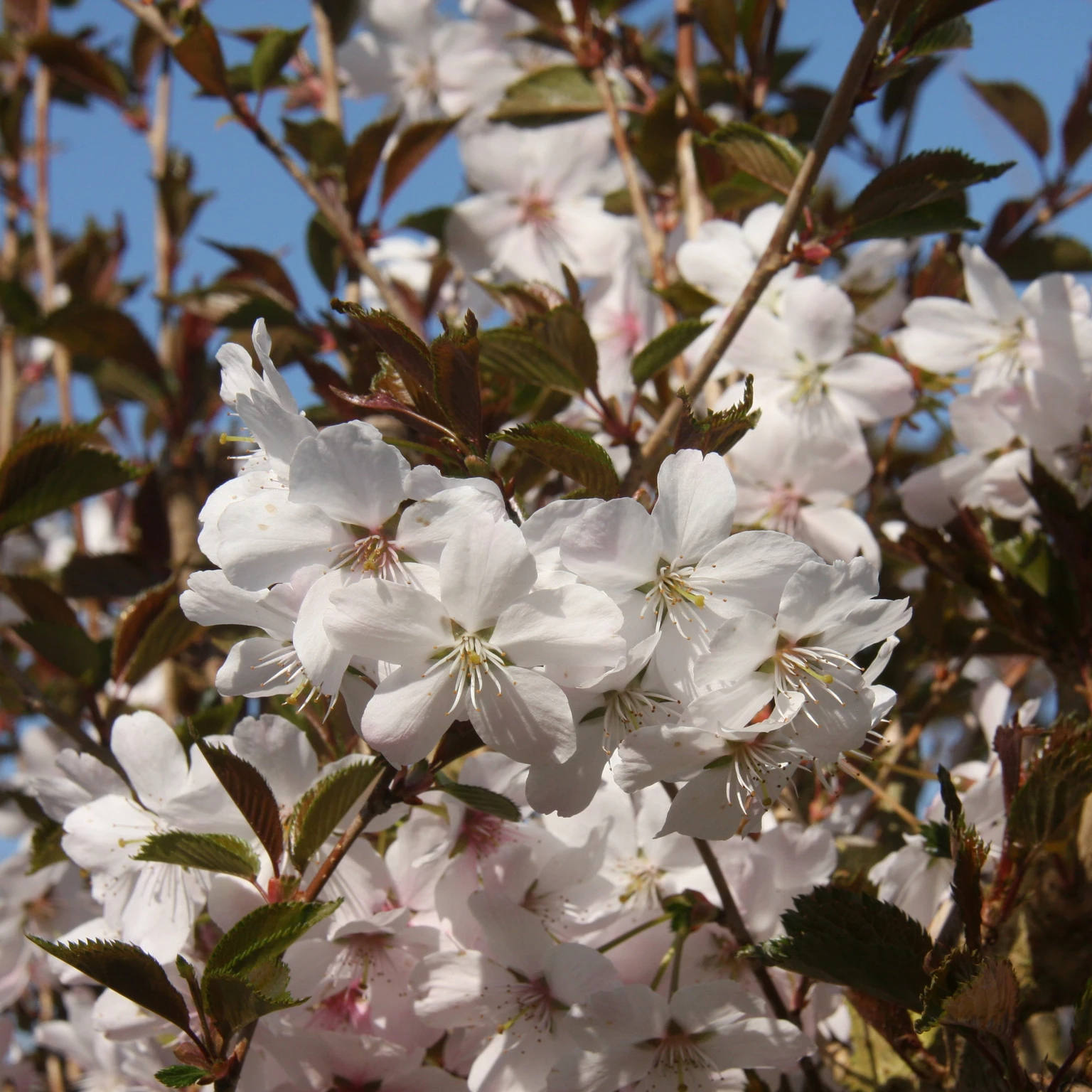 Prunus 'Pandora' - Cowell's Garden Centre | Woolsington