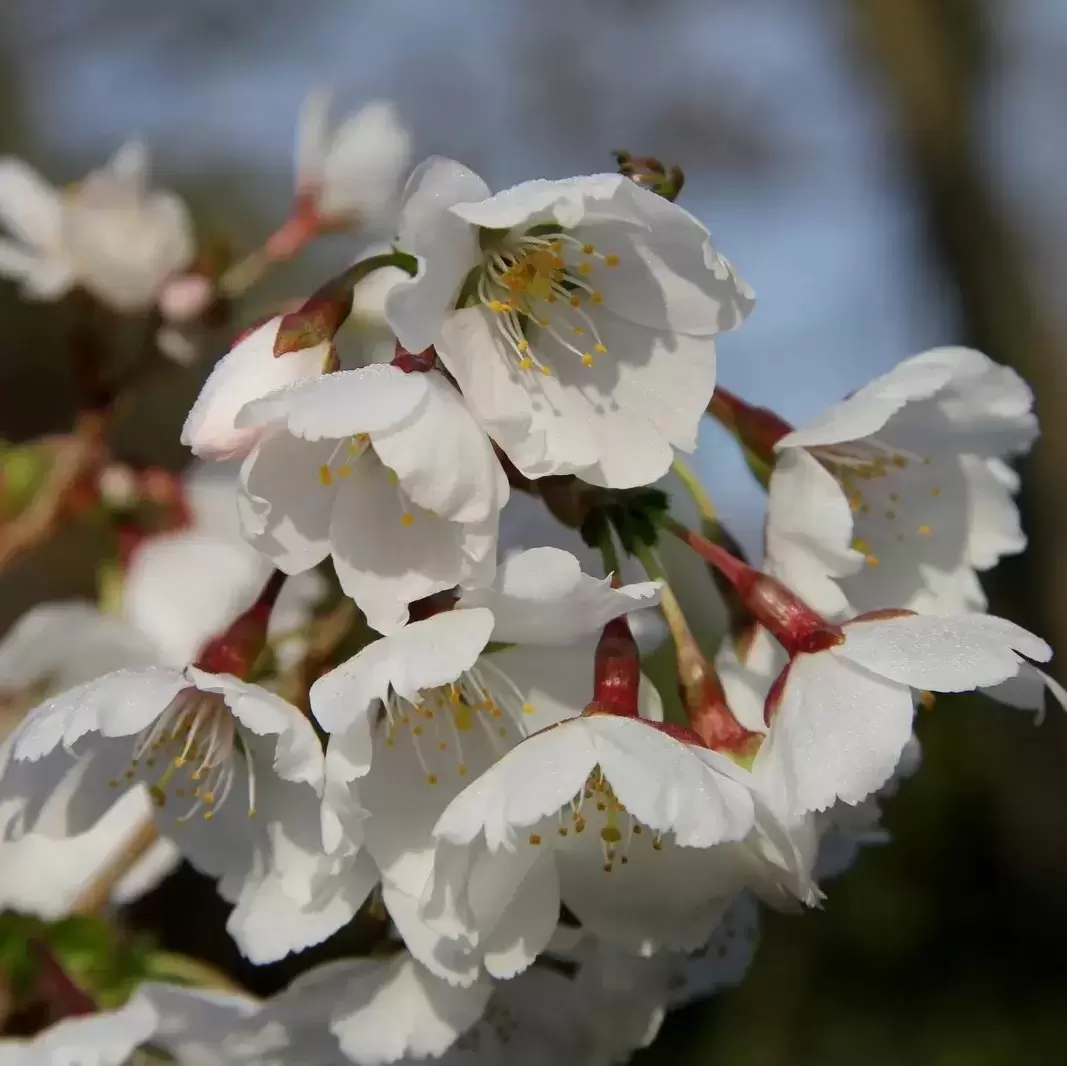 Prunus 'Royal Flame' - Cowell's Garden Centre | Woolsington