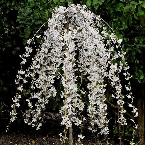 Prunus 'Snow Fountains' - Cowell's Garden Centre | Woolsington