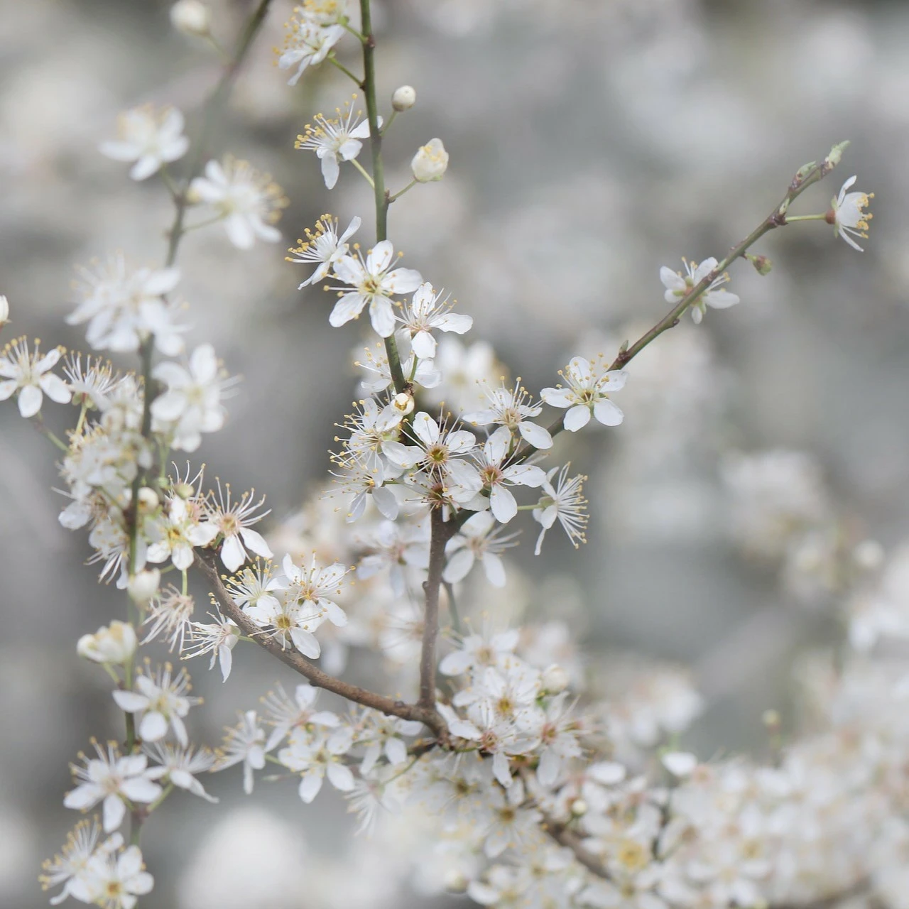 Prunus spinosa - Cowell's Garden Centre | Woolsington