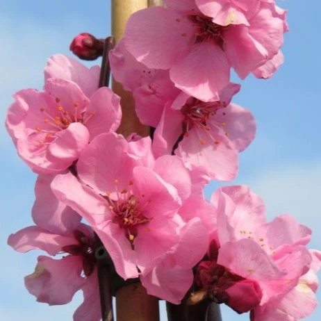 Prunus x persicoides 'Spring Glow' - Cowell's Garden Centre | Woolsington