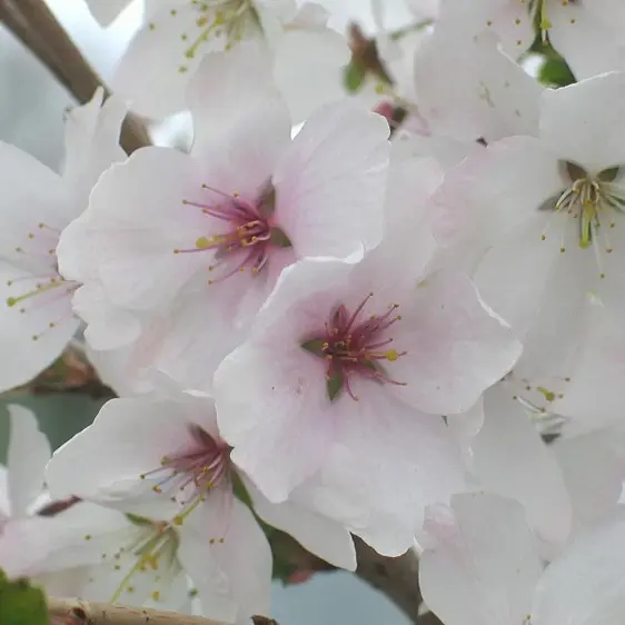 Prunus incisa 'The Bride' 7.5L - Cowell's Garden Centre | Woolsington