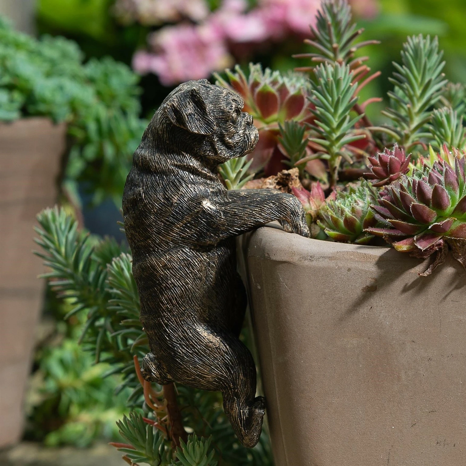 Pug Pot Buddy - Cowell's Garden Centre | Woolsington