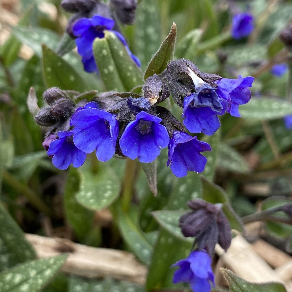 Pulmonaria 'Miss Elly' - Cowell's Garden Centre | Woolsington