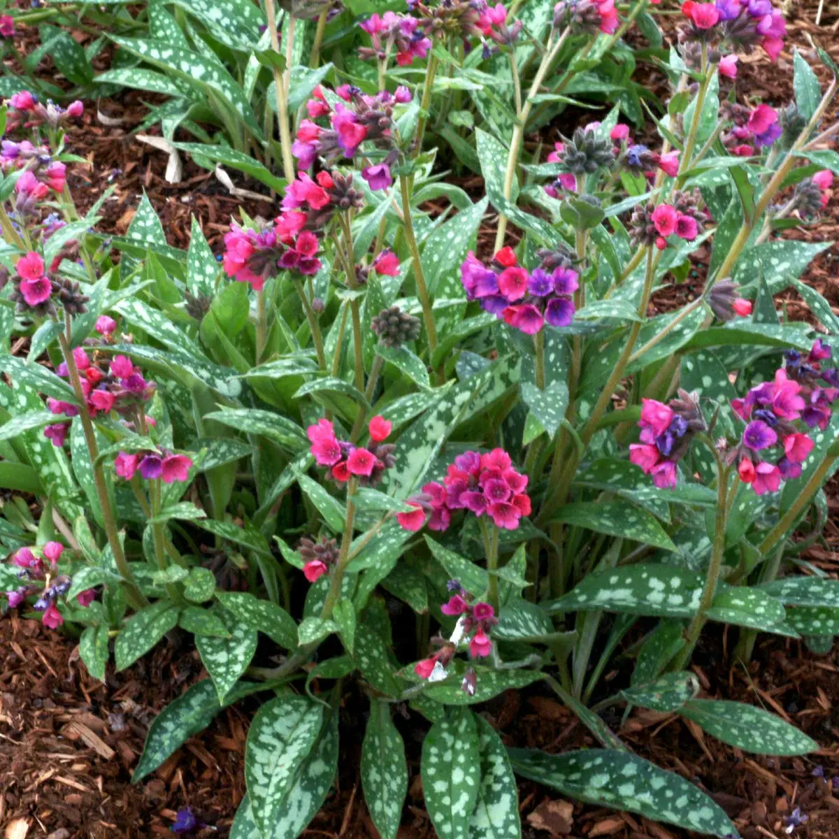 Pulmonaria longifolia 'Raspberry Splash' 1L - Cowell's Garden Centre ...