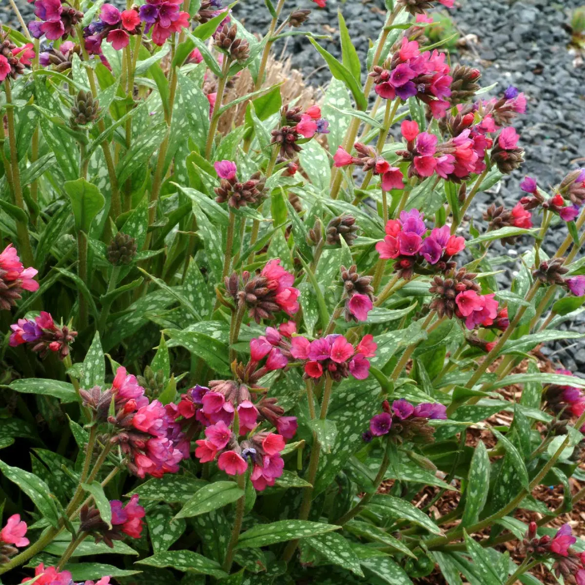 Pulmonaria longifolia 'Raspberry Splash' 2L - Cowell's Garden Centre ...