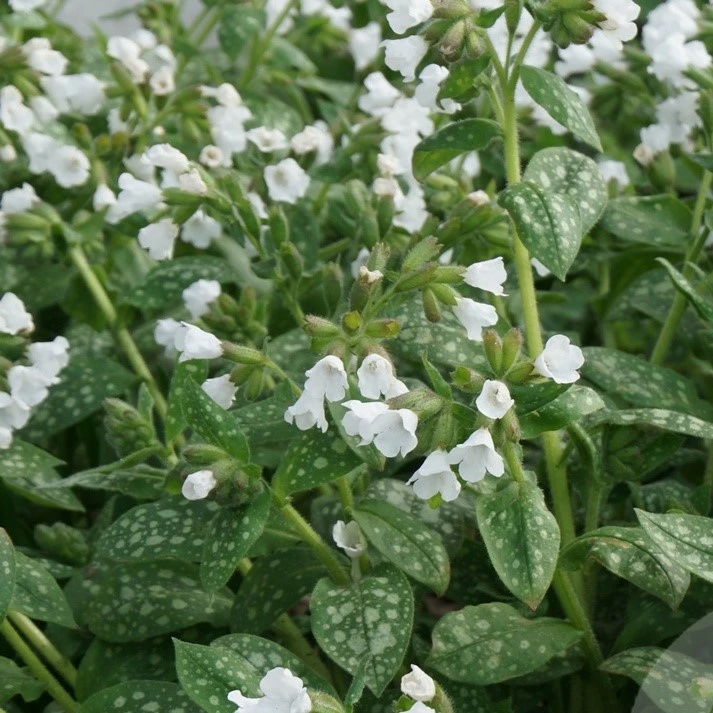 Pulmonaria officinalis 'Sissinghurst White' 2L - Cowell's Garden Centre ...
