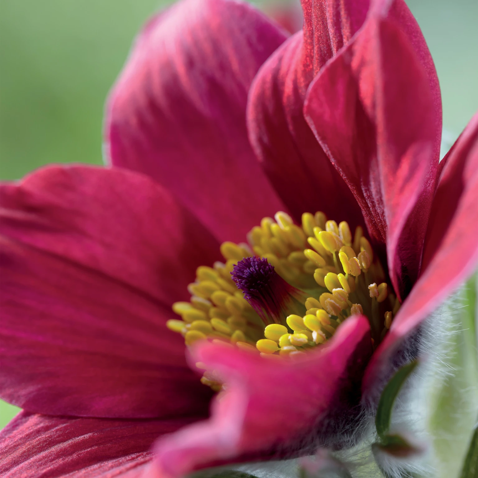 Pulsatilla vulgaris 'Pinwheel Dark Red Shades' - Cowell's Garden Centre ...