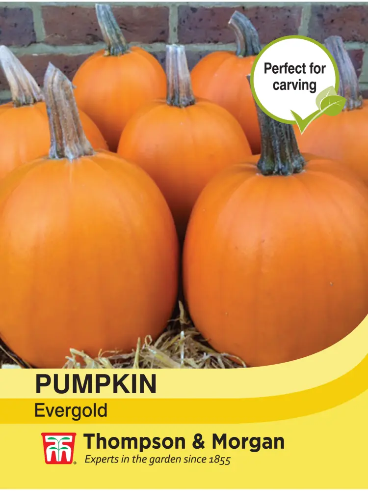 Pumpkin Evergold - Cowell's Garden Centre | Woolsington