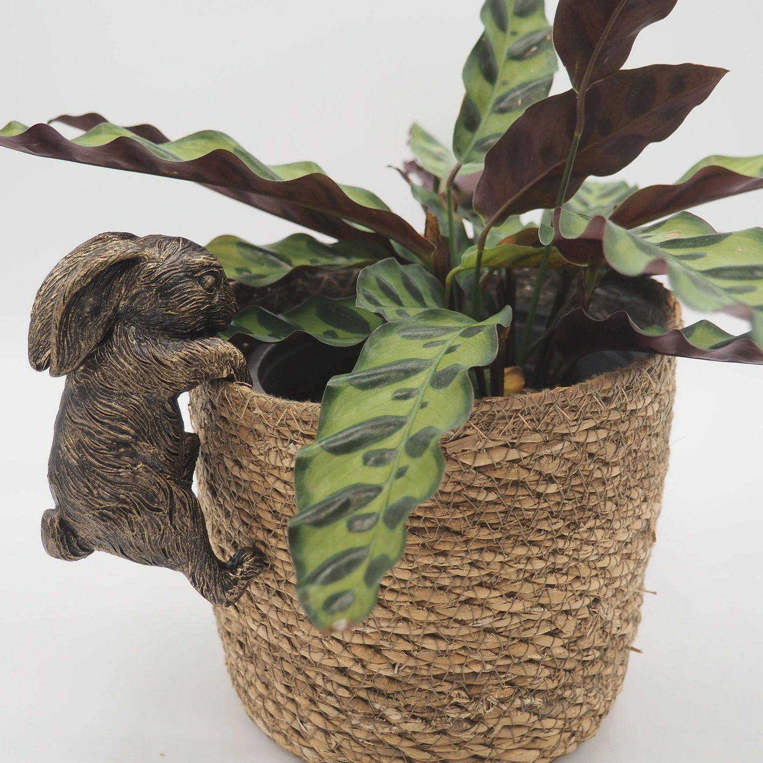 Rabbit Pot Buddy - Cowell's Garden Centre | Woolsington