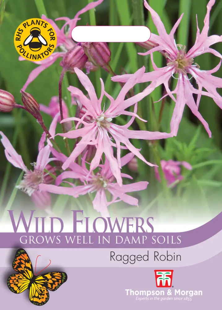 Ragged Robin - Cowell's Garden Centre | Woolsington
