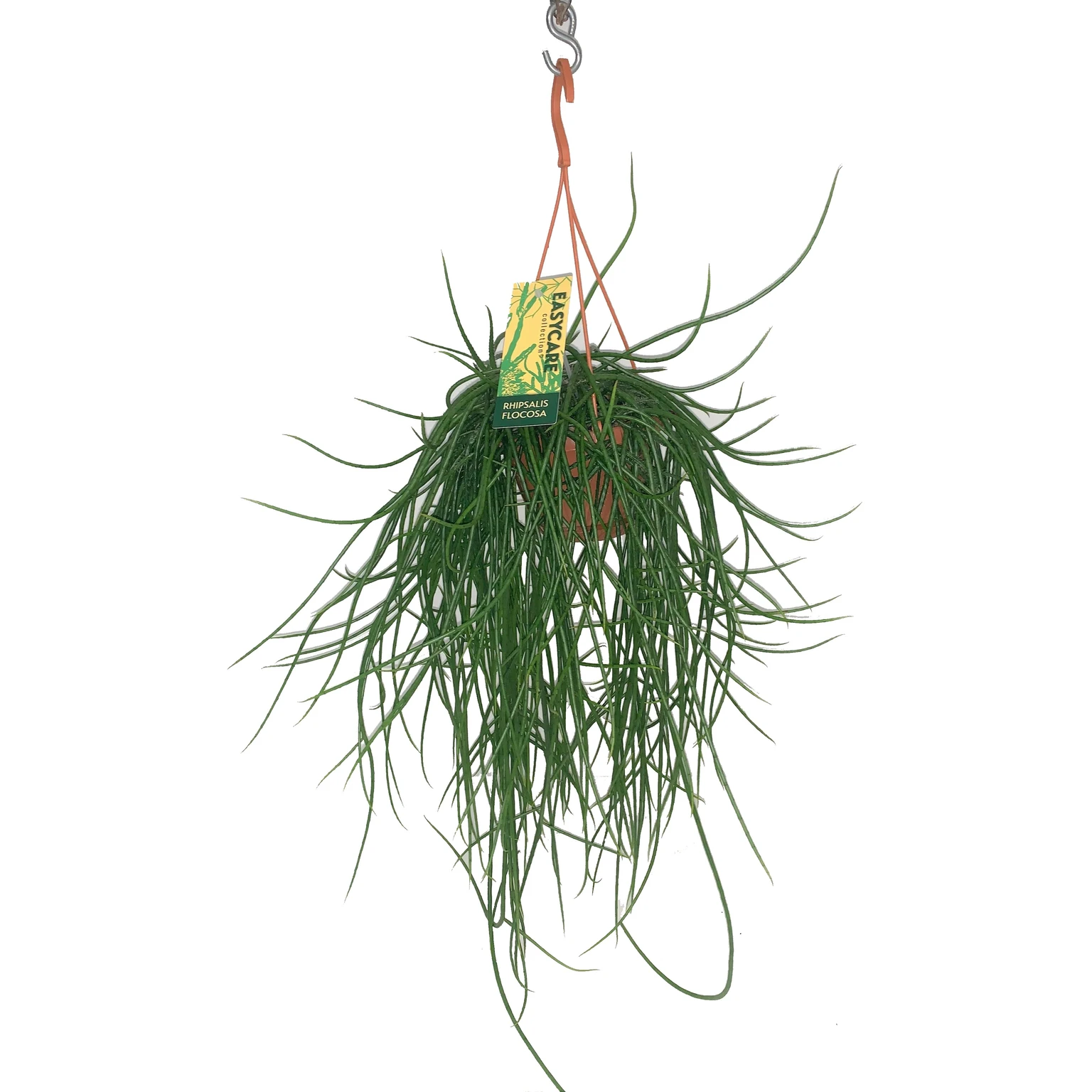 Rhipsalis floccosa - Cowell's Garden Centre | Woolsington