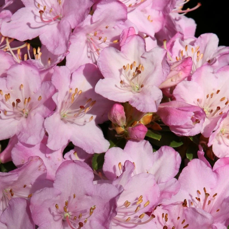 Rhododendron dauricum 'April Reign' - Cowell's Garden Centre | Woolsington