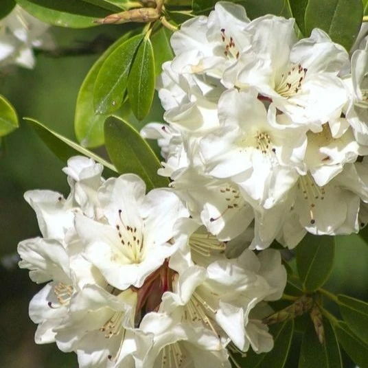 Rhododendron dauricum 'April Snow' - Cowell's Garden Centre | Woolsington