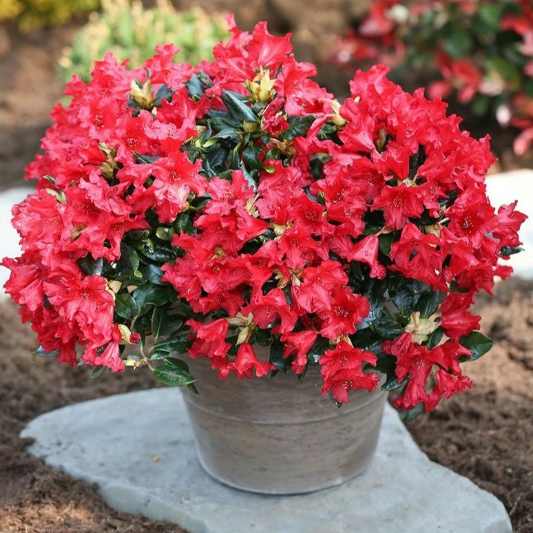 Rhododendron repens 'Baden Baden' 2.3L - Cowell's Garden Centre ...