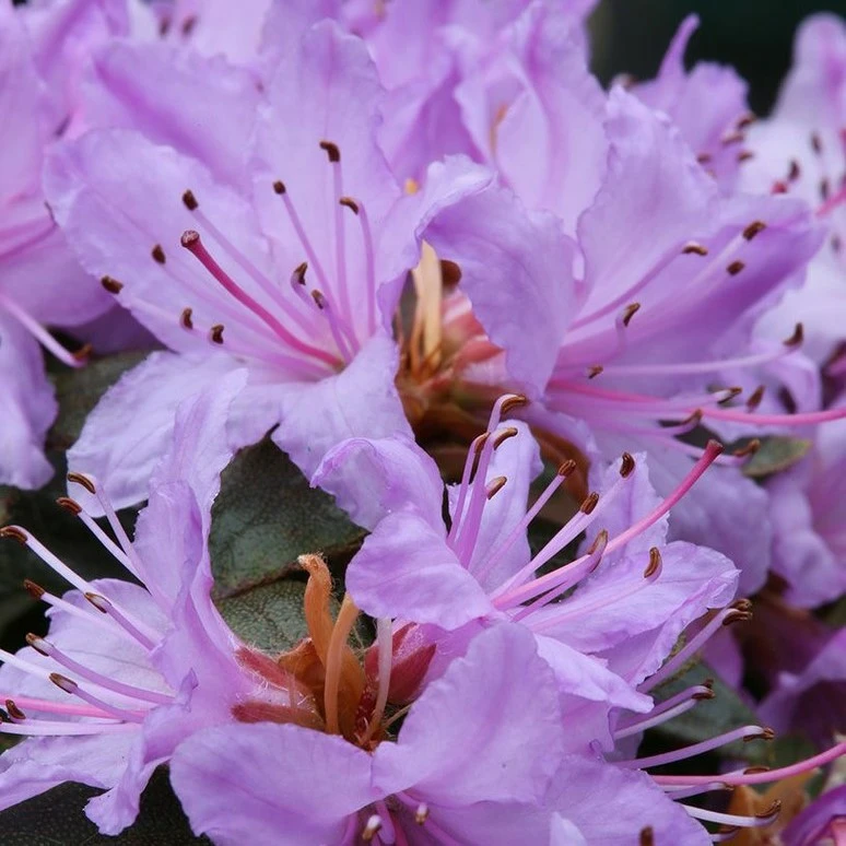 Rhododendron impeditum 4.6L - Cowell's Garden Centre | Woolsington