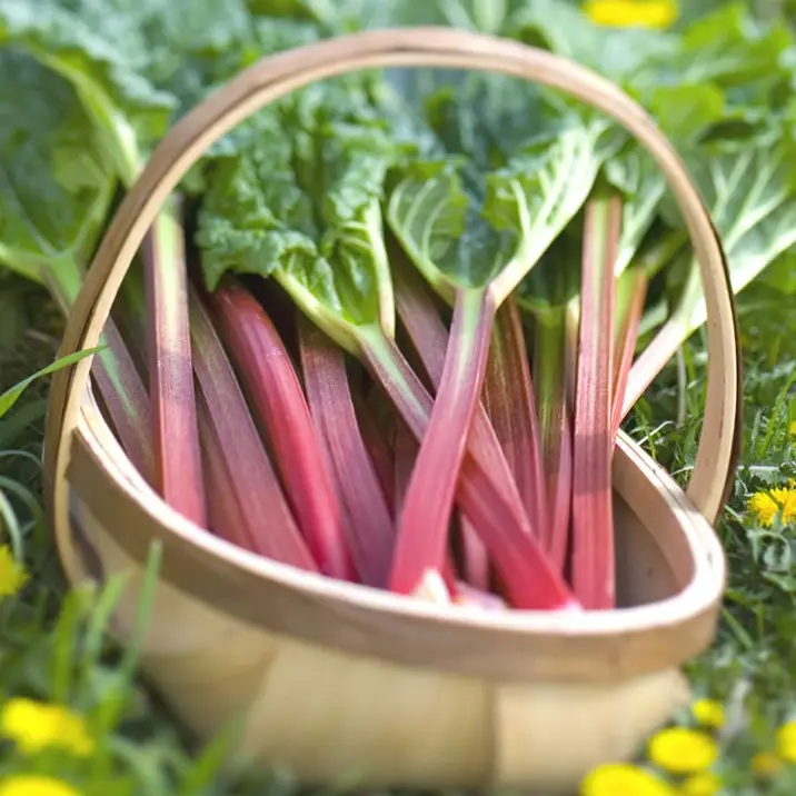 Rhubarb 'Grandad's Favourite' - Cowell's Garden Centre | Woolsington