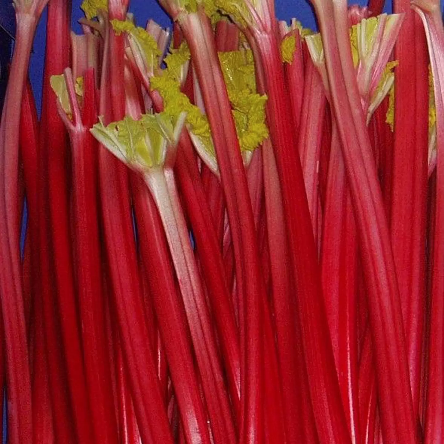 Rhubarb 'Raspberry Red' - Cowell's Garden Centre | Woolsington