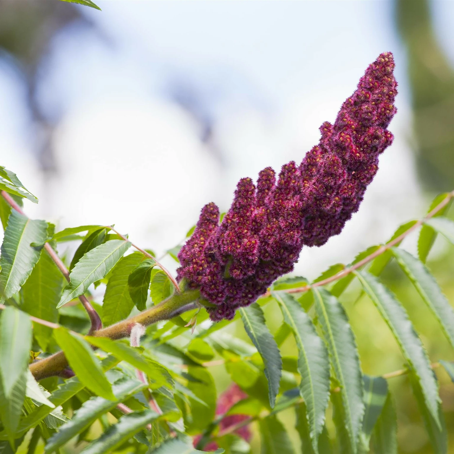 Rhus typhina 3L - Cowell's Garden Centre | Woolsington