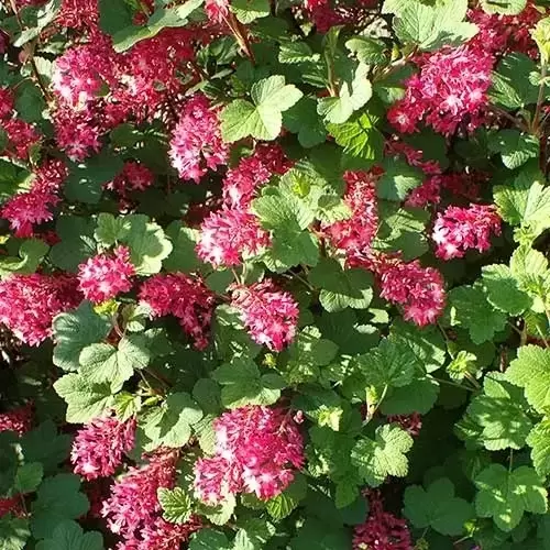 Ribes sanguineum 'Pulborough Scarlet' - Cowell's Garden Centre ...