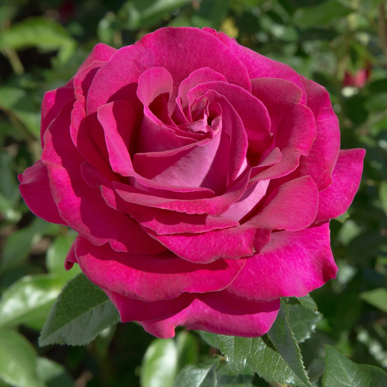 Rose 'Belles Rives' - HT - Cowell's Garden Centre | Woolsington