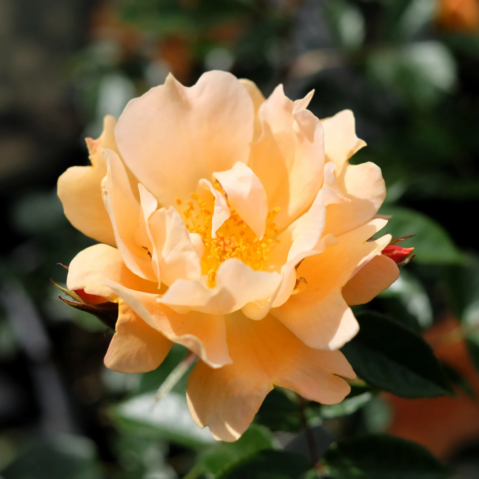 Rose 'Bridge of Sighs' - CLM - Cowell's Garden Centre | Woolsington