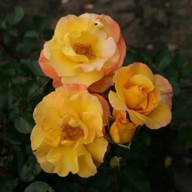 Rose 'Bright Smiles' - FL - Cowell's Garden Centre | Woolsington