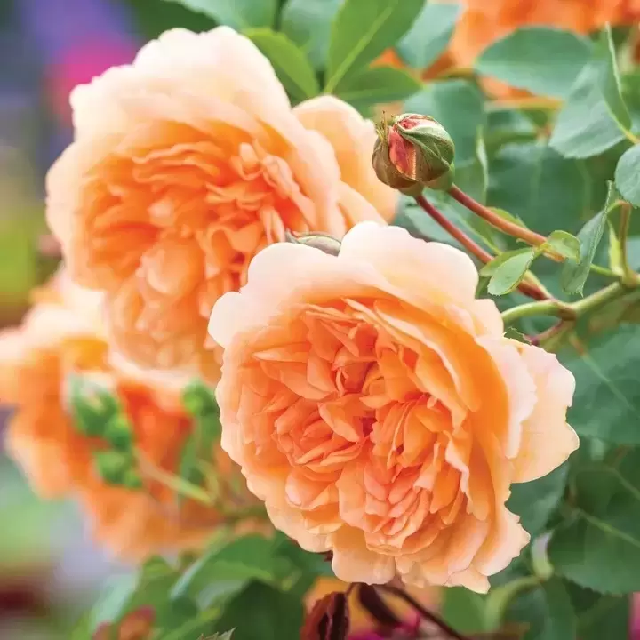 Rose 'Dame Judi Dench' - SH - Cowell's Garden Centre | Woolsington