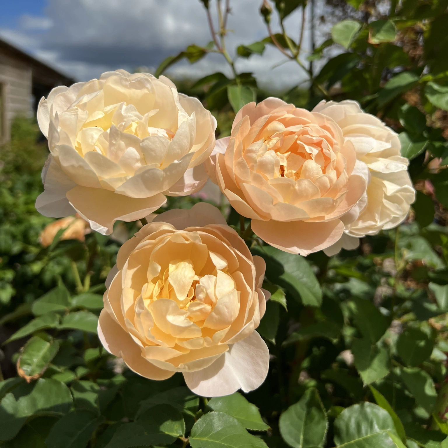 Rose 'Dannahue' - SH - Cowell's Garden Centre | Woolsington