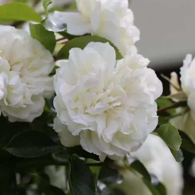 Rose 'Diamond Dad' - FL 3L - Cowell's Garden Centre | Woolsington