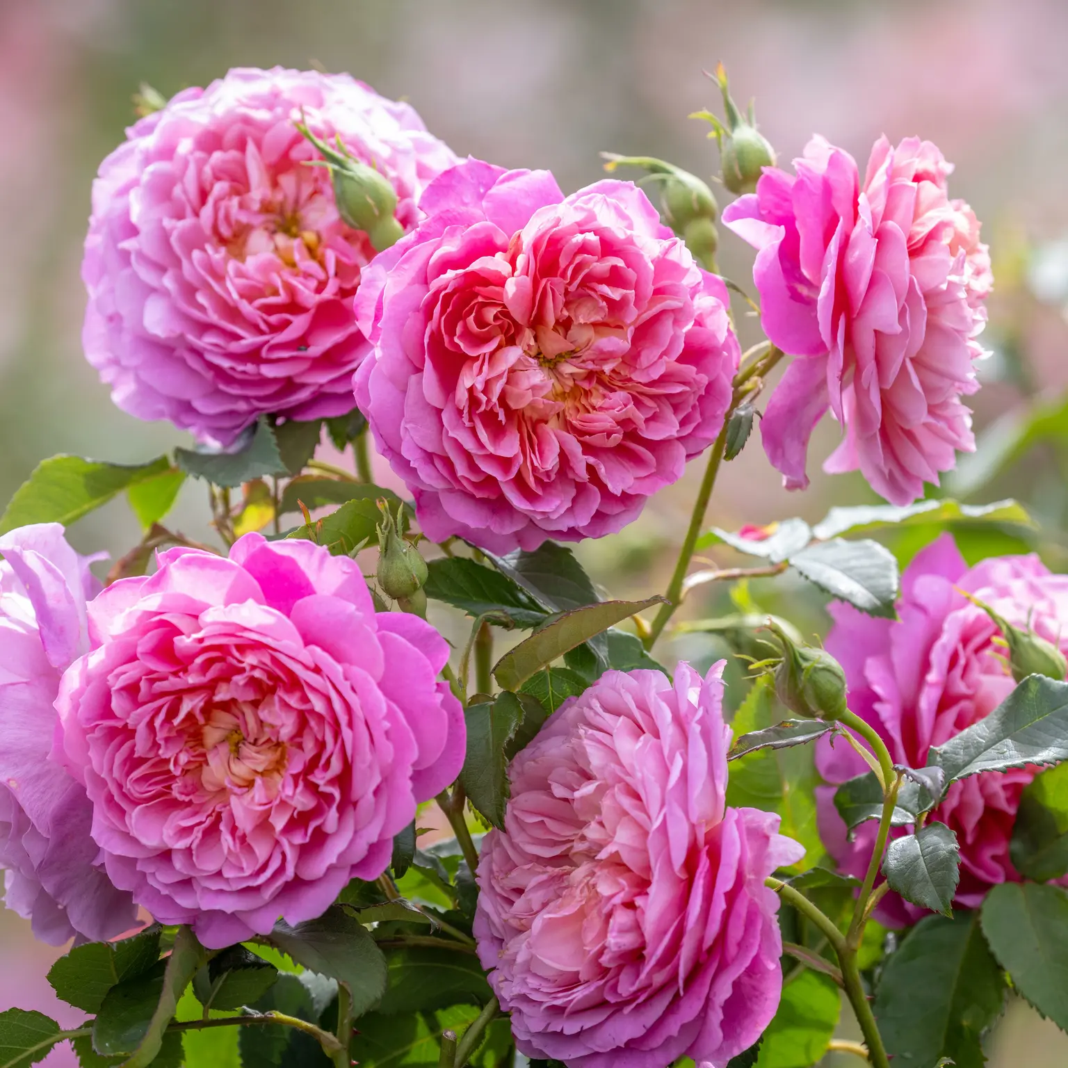 Rose 'Emma Bridgewater' - SH - Cowell's Garden Centre | Woolsington