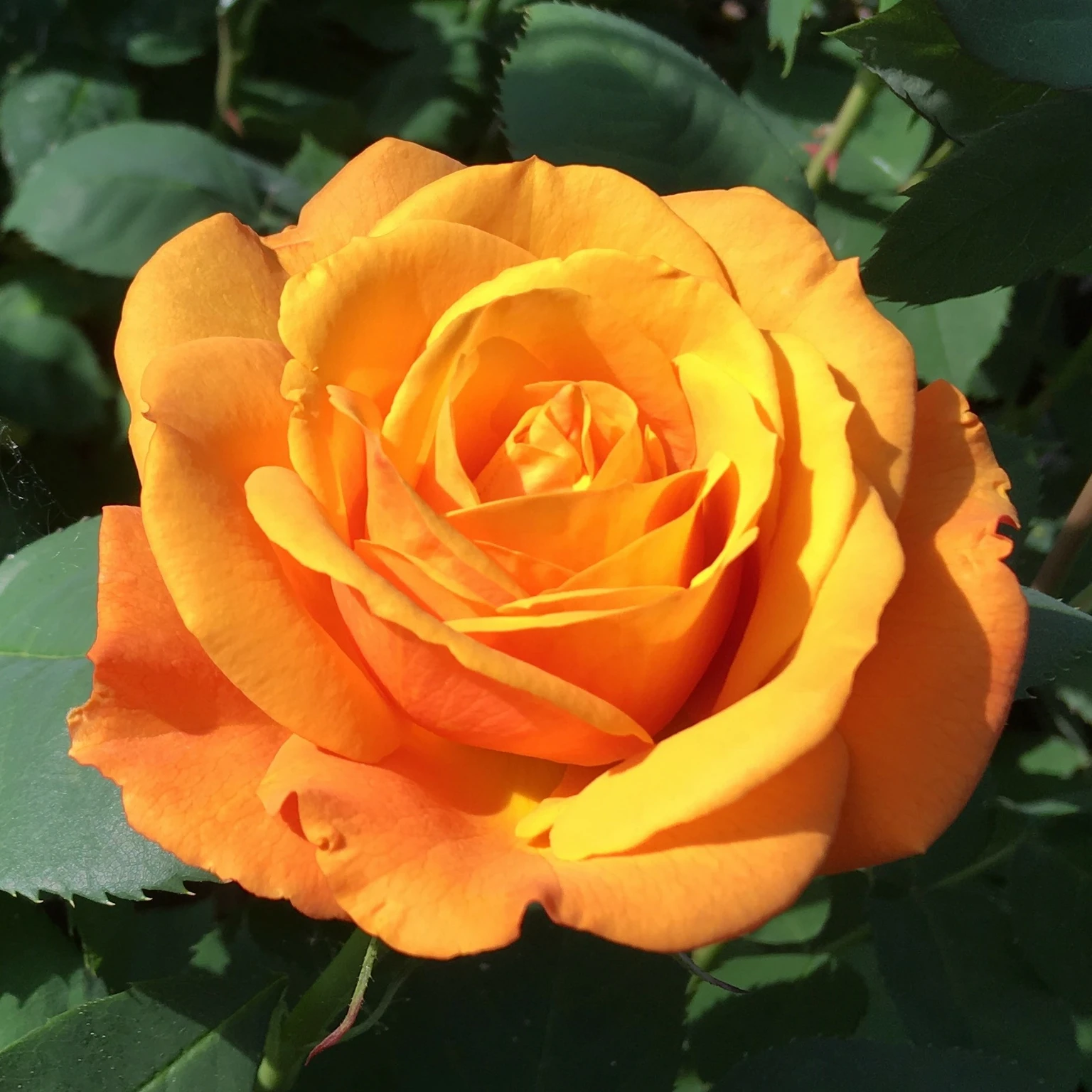 Rose 'Golden Delicious' - HT - Cowell's Garden Centre | Woolsington