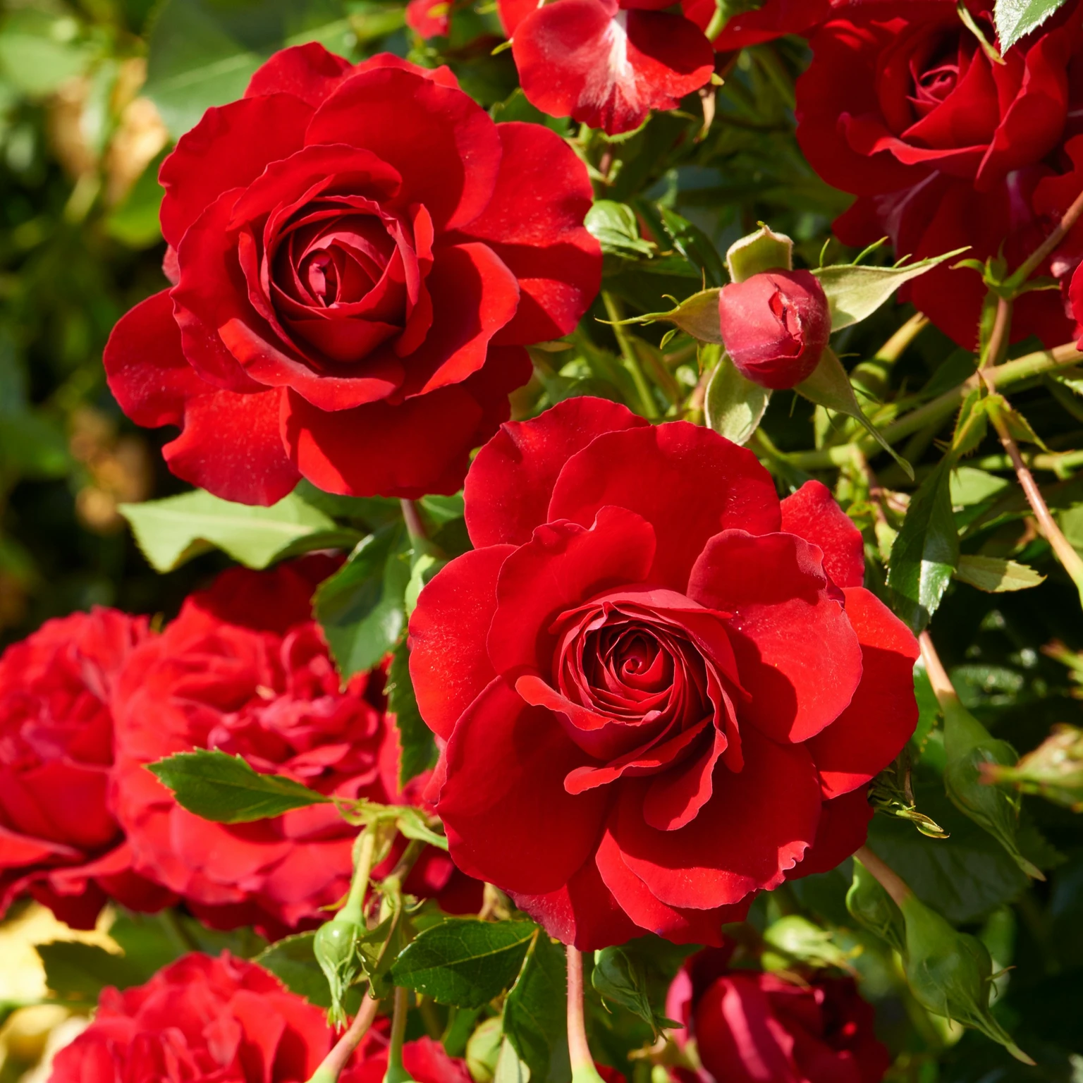 Rose 'Grand Award Courtyard' - CLM - Cowell's Garden Centre | Woolsington