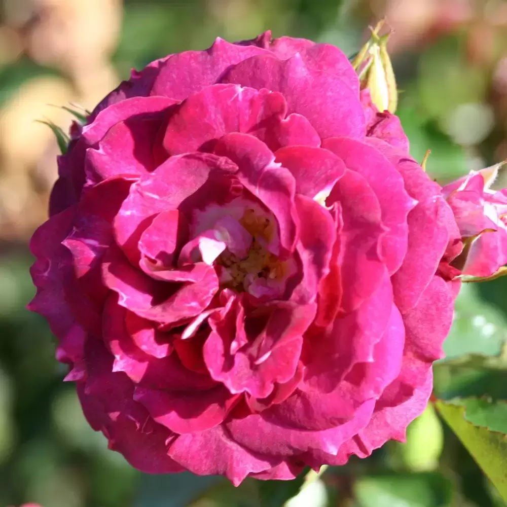 Rose 'Let's Celebrate' - FL - Cowell's Garden Centre | Woolsington